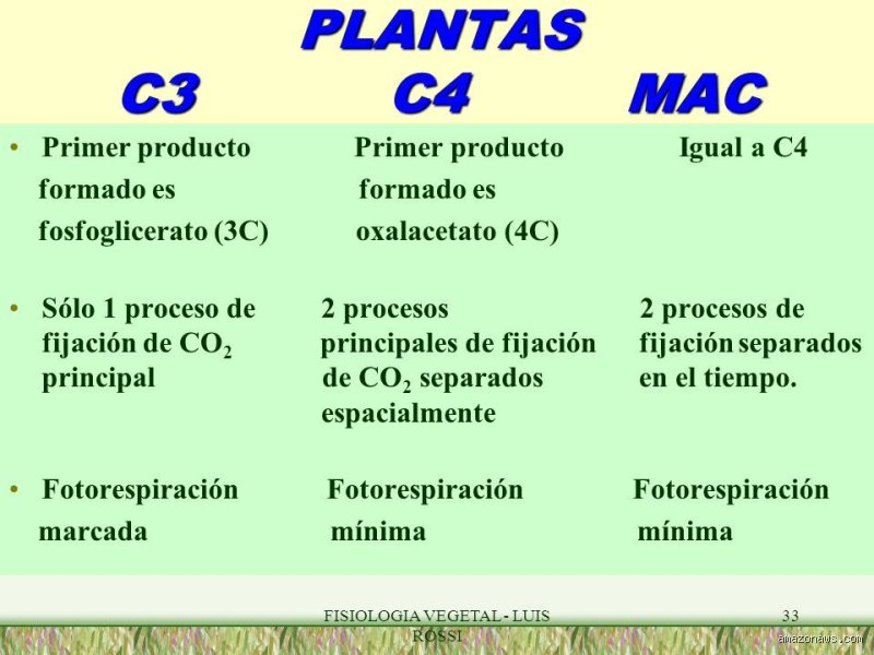 Diferencia entre C3 y C4: el duelo evolutivo por la eficiencia bajo el ...